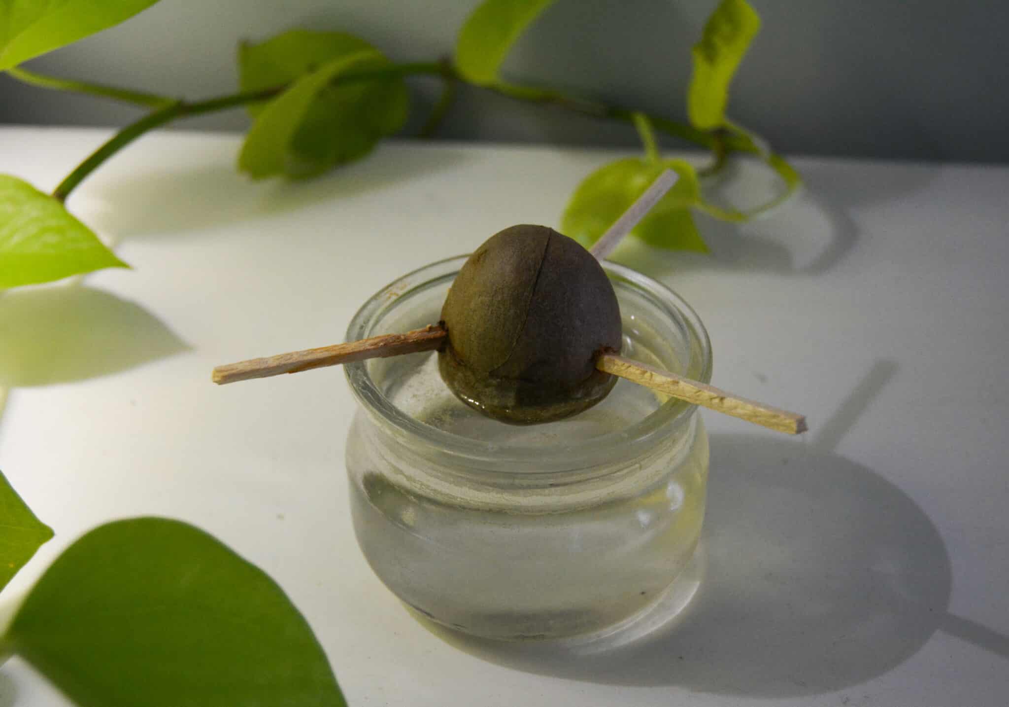 Comment planter des noyaux d'avocat ? - Les Pothos