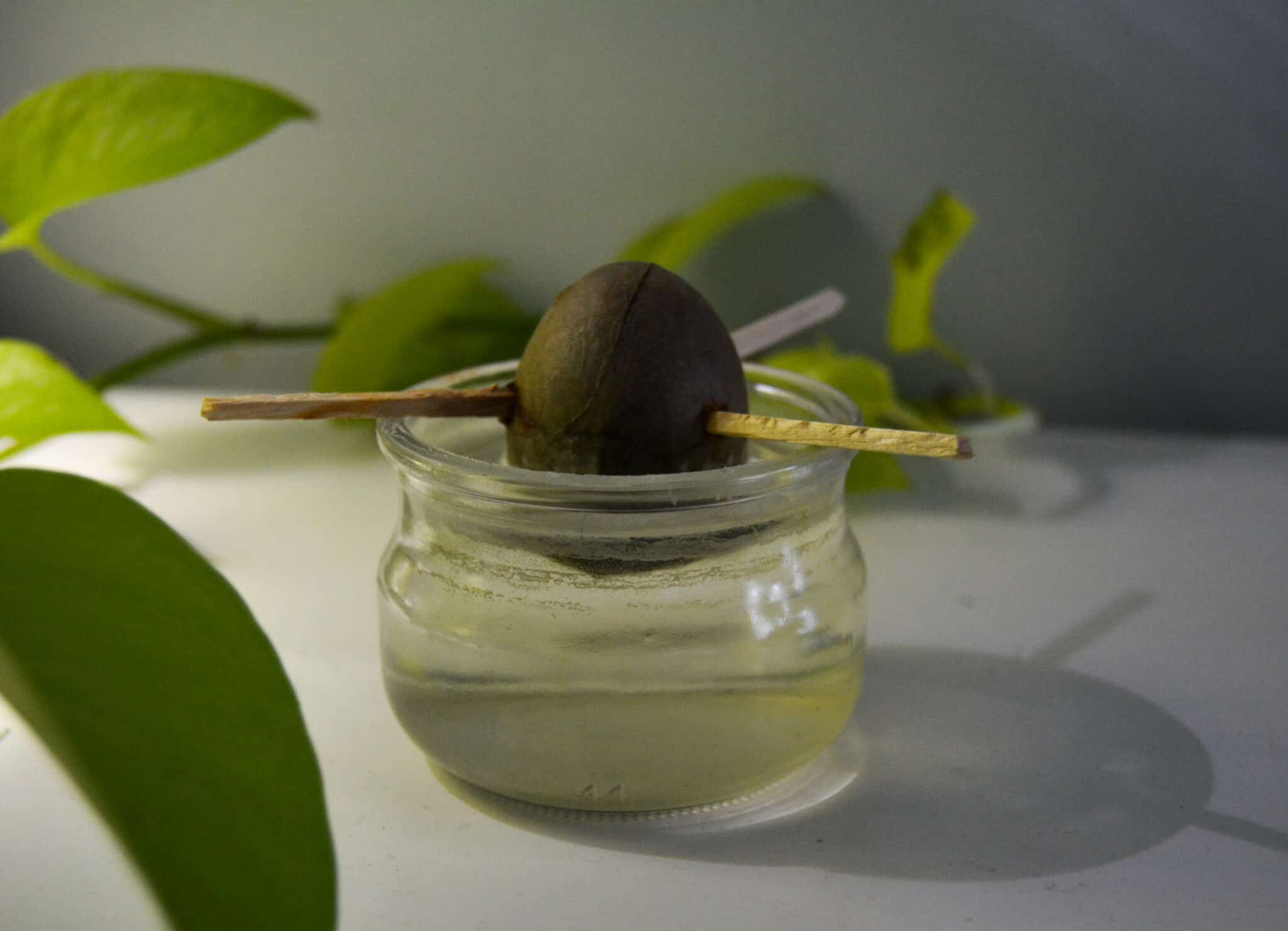 Comment planter des noyaux d'avocat ? - Les Pothos